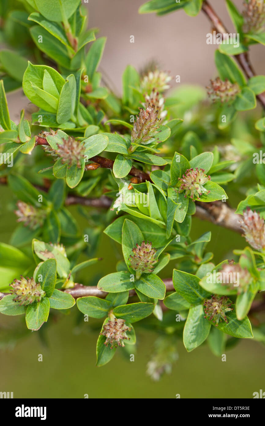 Fabelhafte Blaue Saule Hat Rot Geblitzt Bilder