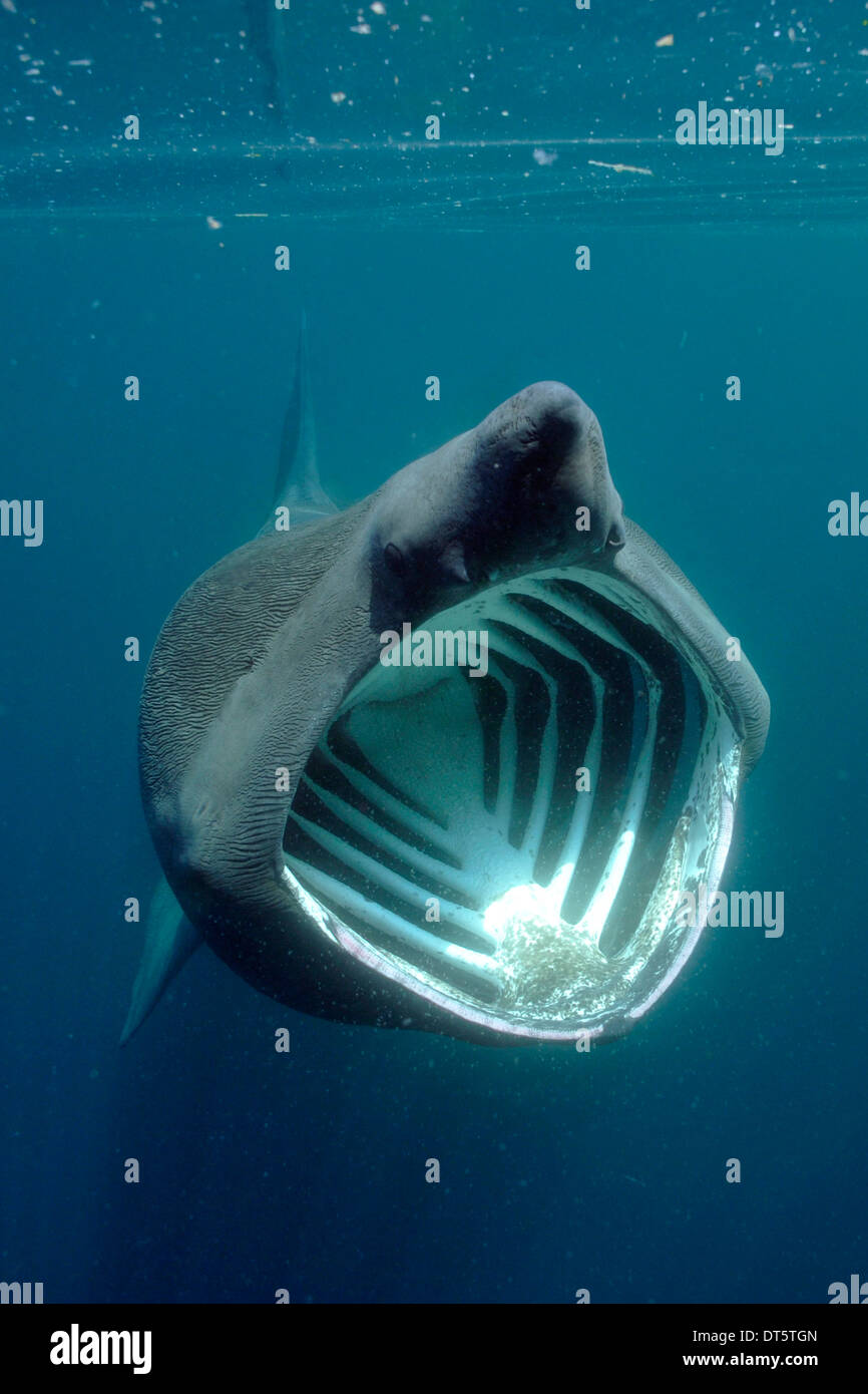 Riesenhai cetorhinus maximus -Fotos und -Bildmaterial in hoher ...
