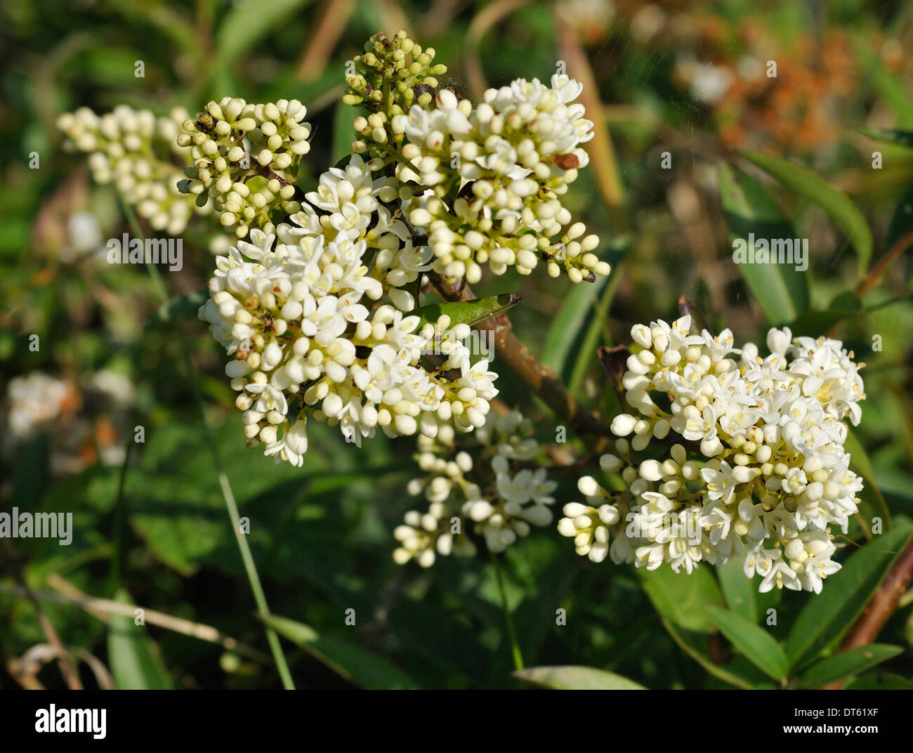 Wilde Blumen Liguster - Ligustrum Vulgare Qualitätsorientierung Dünen ...