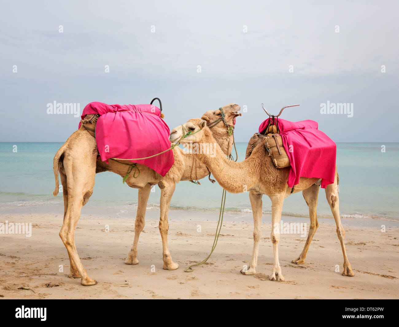 Kamele stehen -Fotos und -Bildmaterial in hoher Auflösung – Alamy