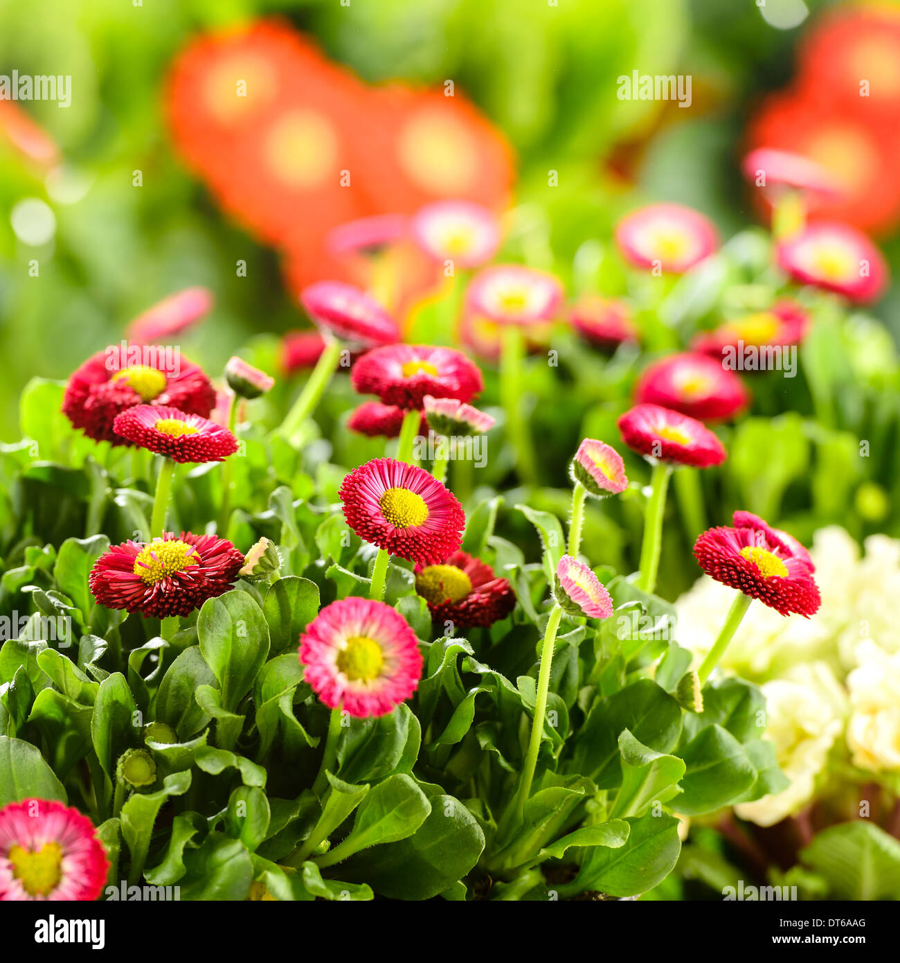 Bellis red spring flowers -Fotos und -Bildmaterial in hoher Auflösung ...