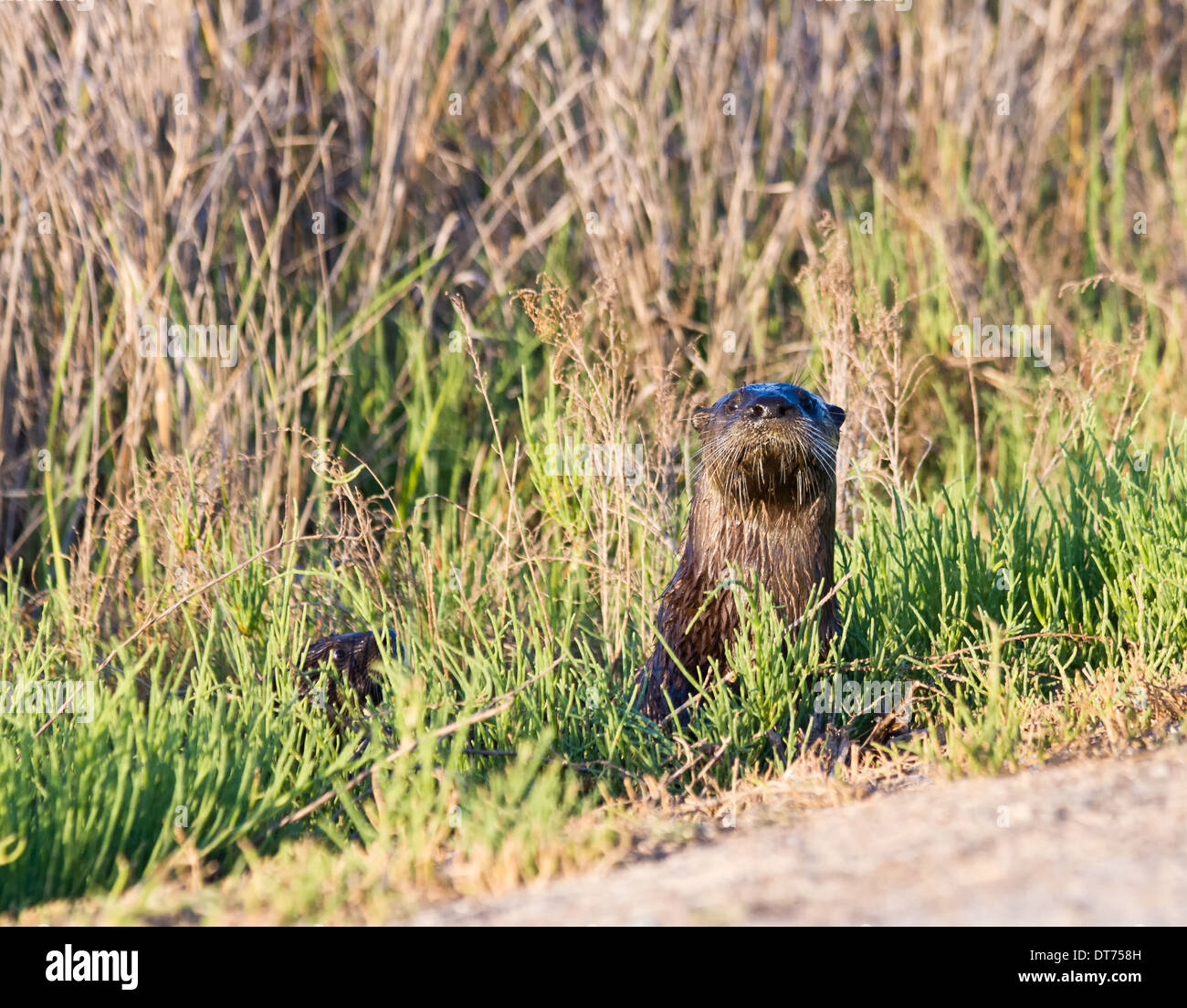River otter babies -Fotos und -Bildmaterial in hoher Auflösung – Alamy