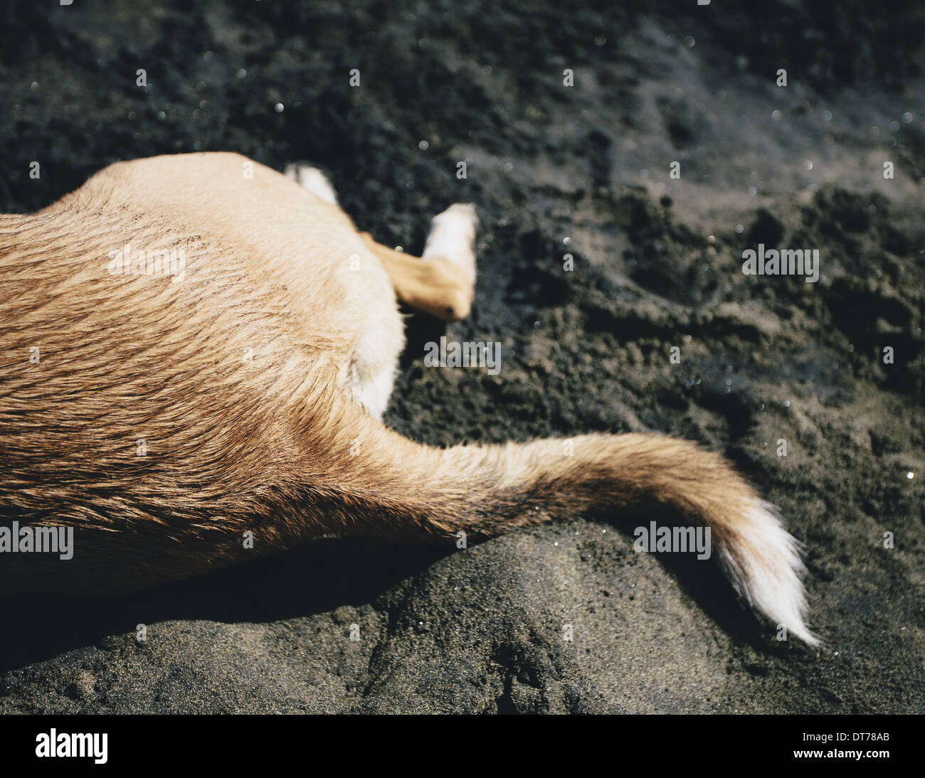 Rasse Mischlingshund Stockfotos und -bilder Kaufen - Alamy
