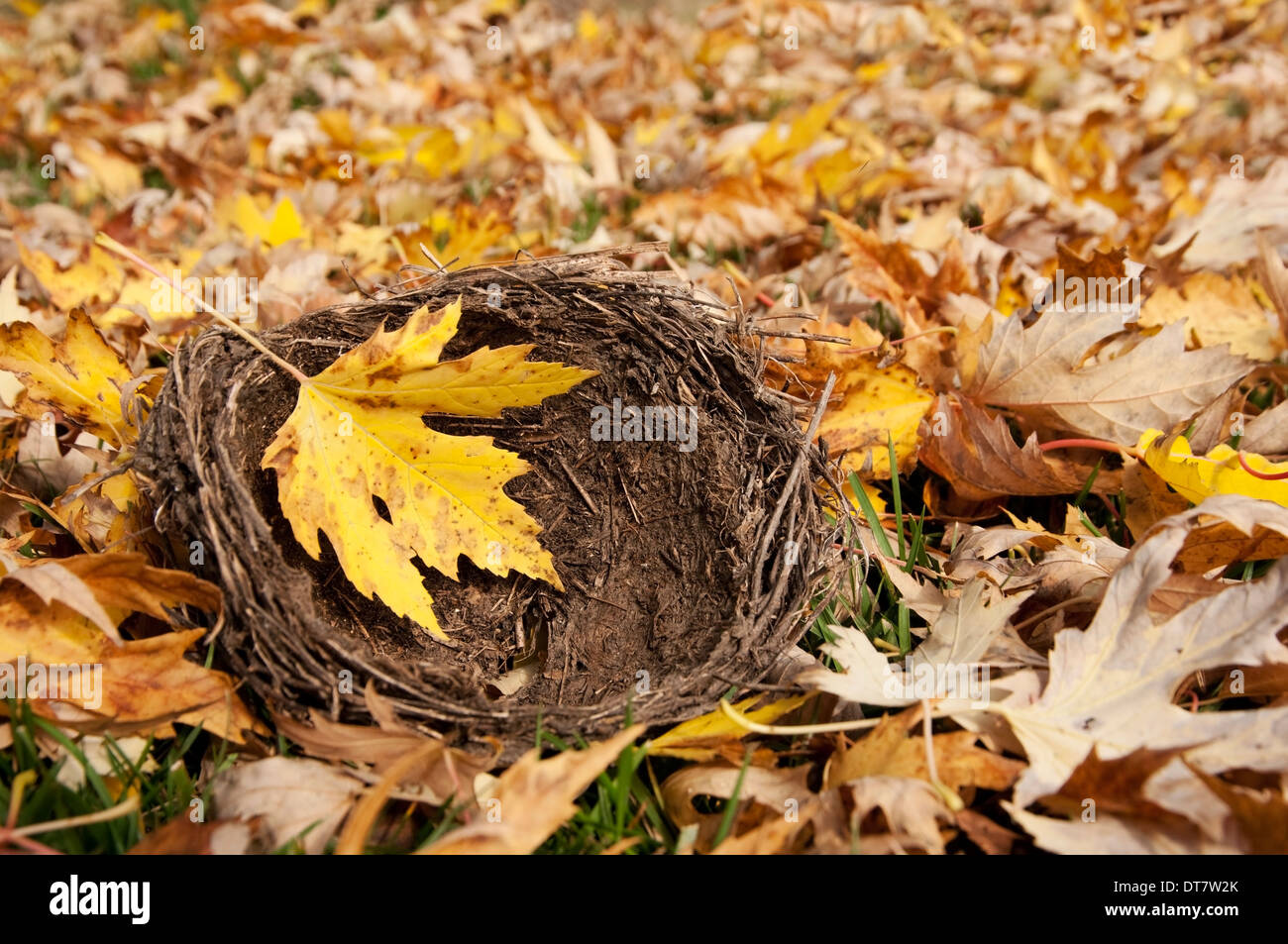 Gefallenes nest -Fotos und -Bildmaterial in hoher Auflösung – Alamy