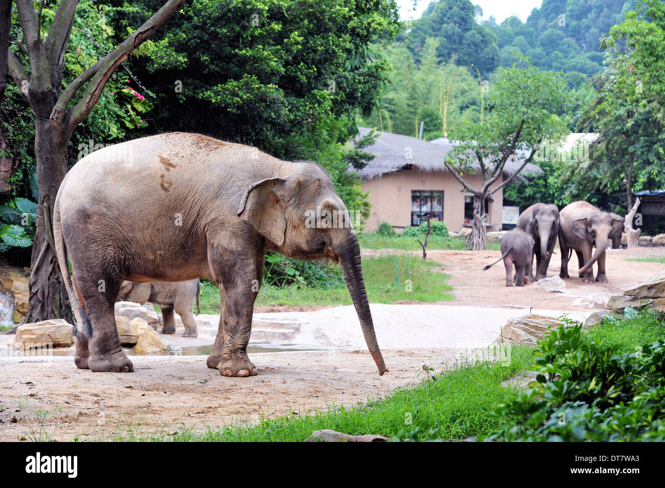 Elefant ohr baum -Fotos und -Bildmaterial in hoher Auflösung – Alamy