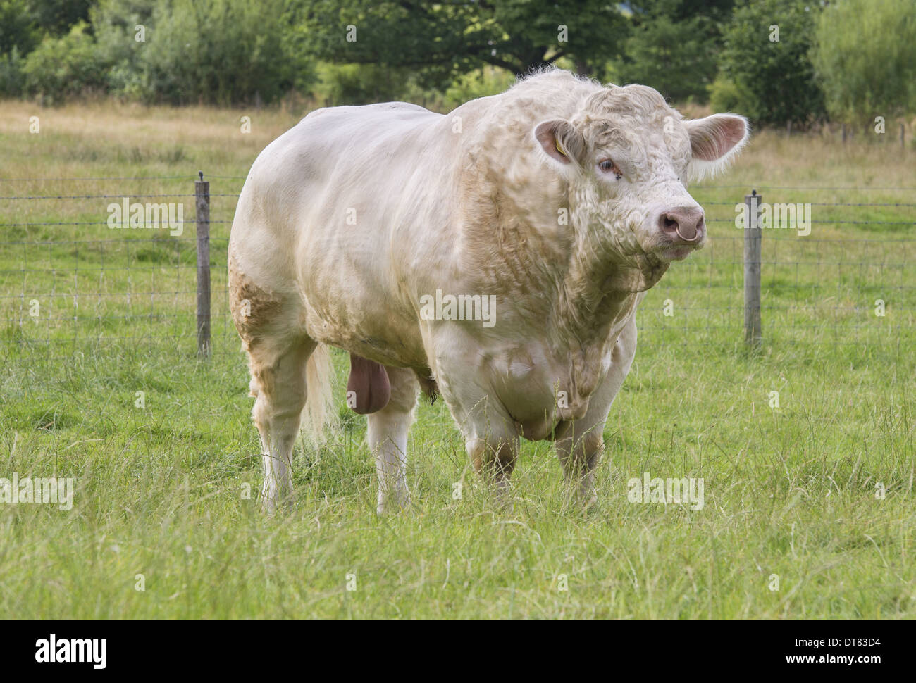Britische charolais rinderrasse -Fotos und -Bildmaterial in hoher ...