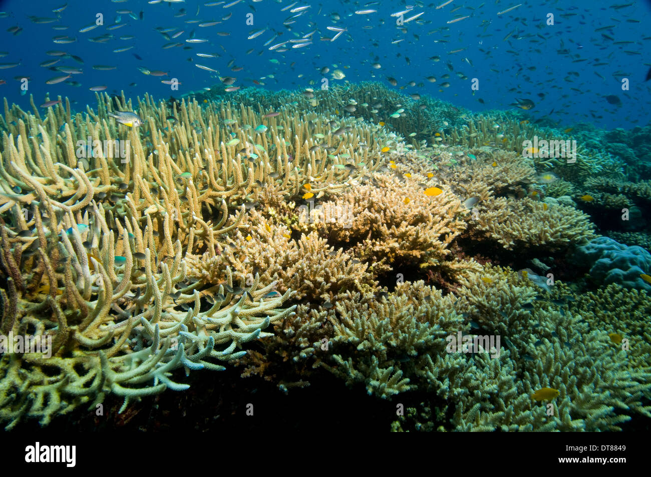 Kimbe bay -Fotos und -Bildmaterial in hoher Auflösung – Alamy