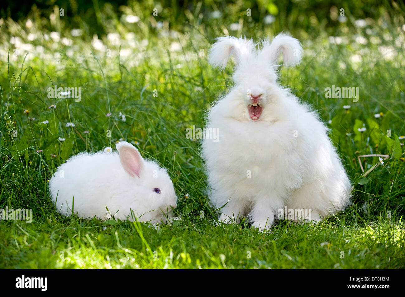 Gähnendes Kaninchen Stockfotos und -bilder Kaufen - Alamy