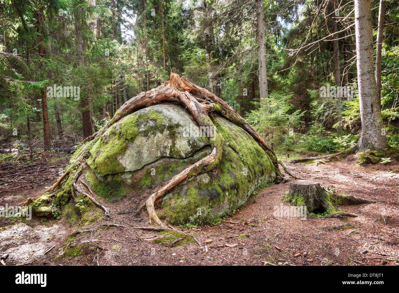 Grüner tannenbaumwald -Fotos und -Bildmaterial in hoher Auflösung – Alamy