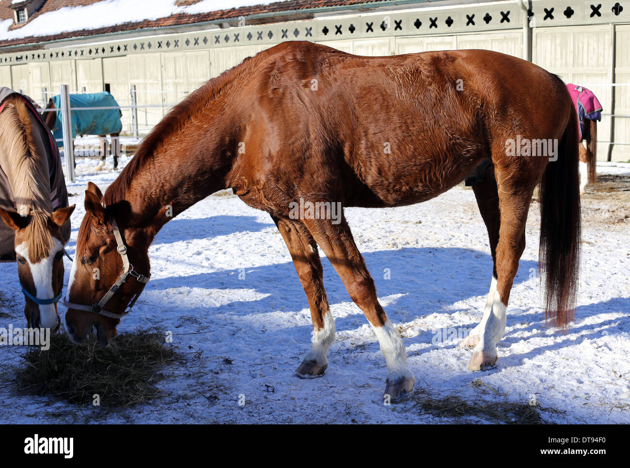 Stehendes Pferd In Einem Stall Stockfotos und -bilder Kaufen - Alamy