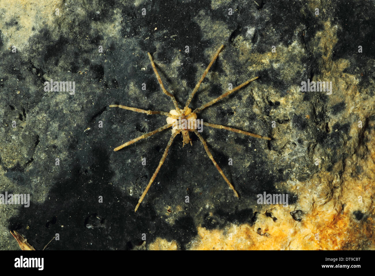 Invasive spinne -Fotos und -Bildmaterial in hoher Auflösung – Alamy