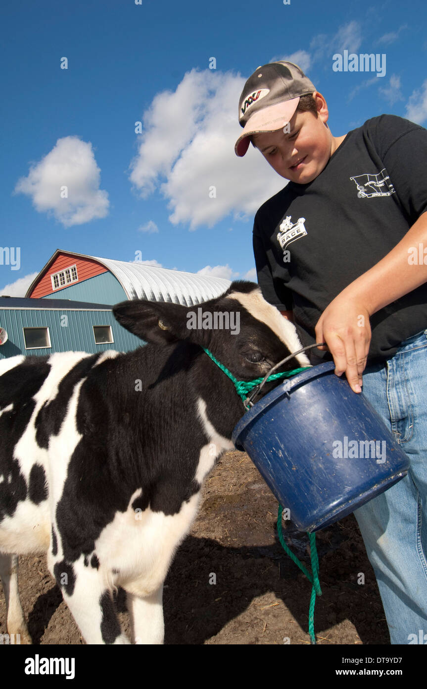 Junge kuh füttern -Fotos und -Bildmaterial in hoher Auflösung – Alamy