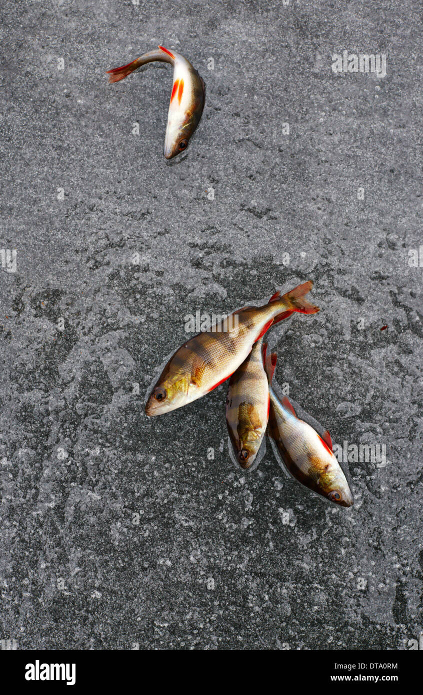Fisch frost -Fotos und -Bildmaterial in hoher Auflösung – Alamy