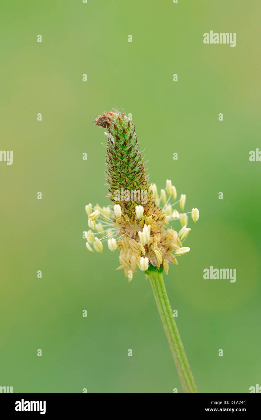 Plantago lanceolata blume -Fotos und -Bildmaterial in hoher Auflösung ...
