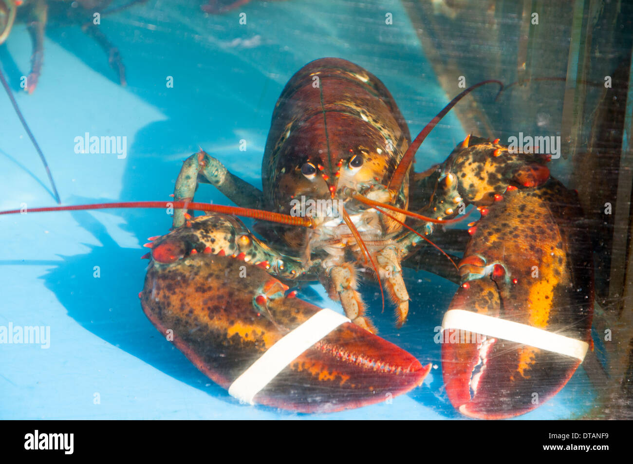 Live lobster -Fotos und -Bildmaterial in hoher Auflösung – Alamy