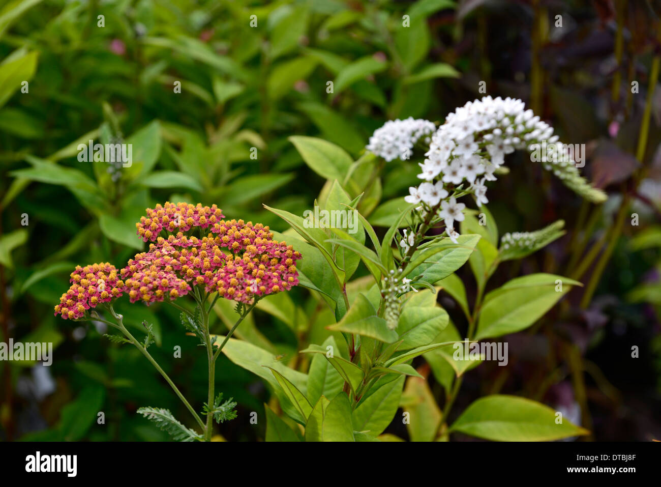Achillea Millefolium Walther Funcke Lysimachia Clethroides rot weiße ...
