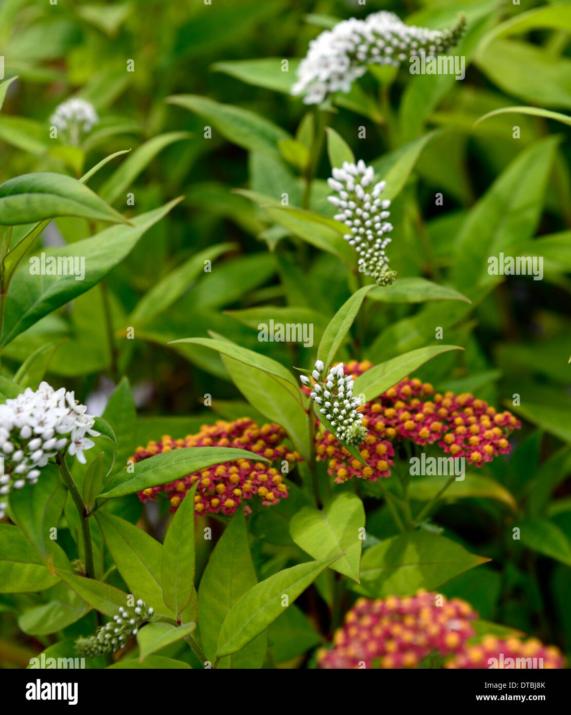 Achillea Millefolium Walther Funcke Lysimachia Clethroides rot weiße ...