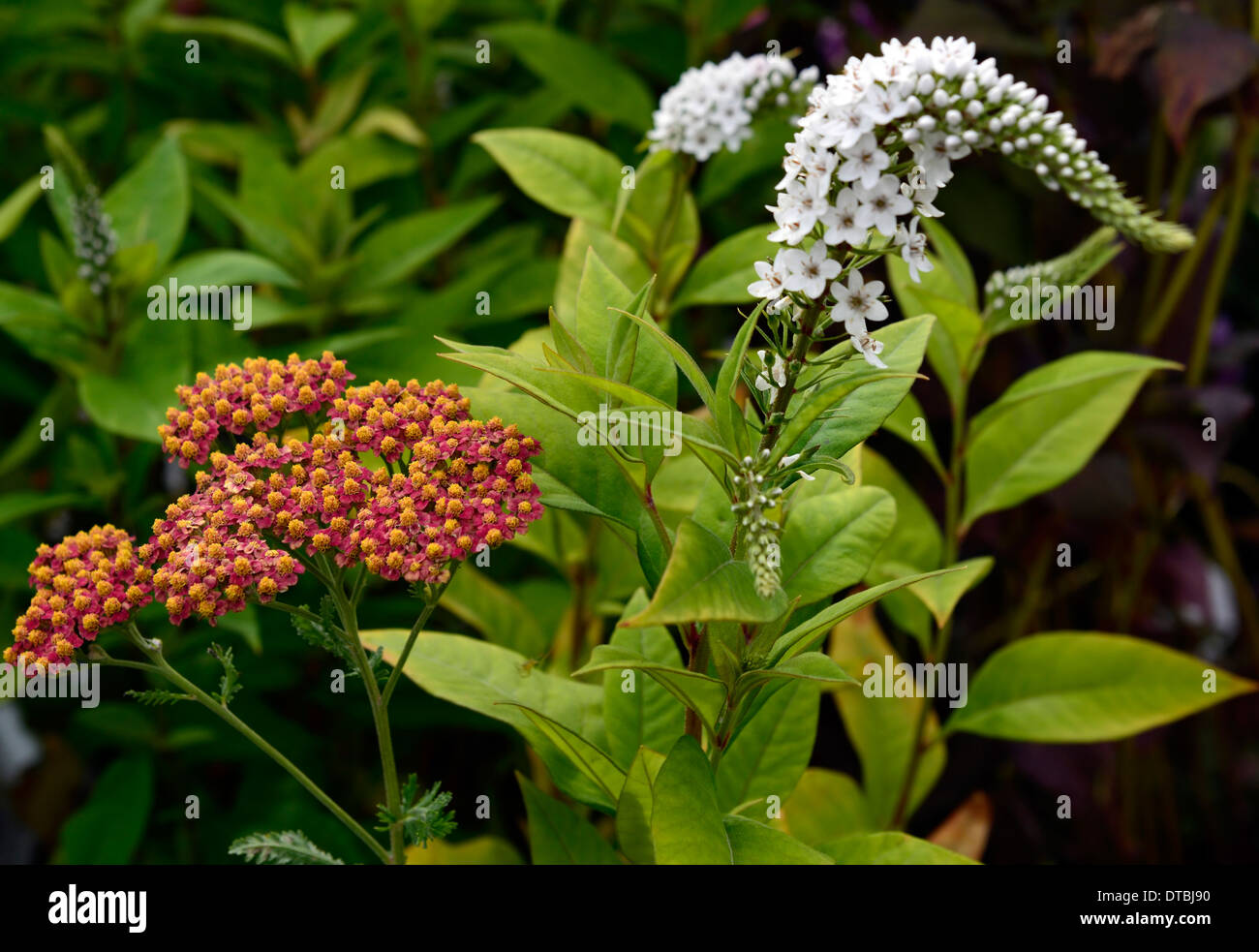 Achillea Millefolium Walther Funcke Lysimachia Clethroides rot weiße ...