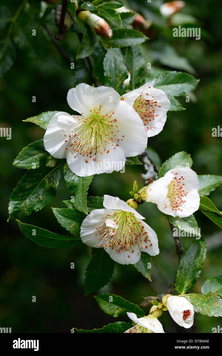 Blume Weisse Blute