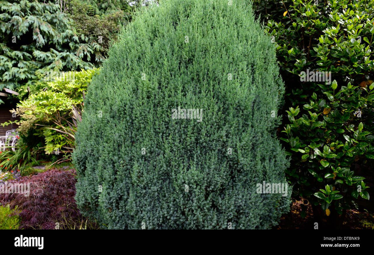 Juniperus Chinensis Stricta chinesischen Wacholder immergrüner Strauch ...