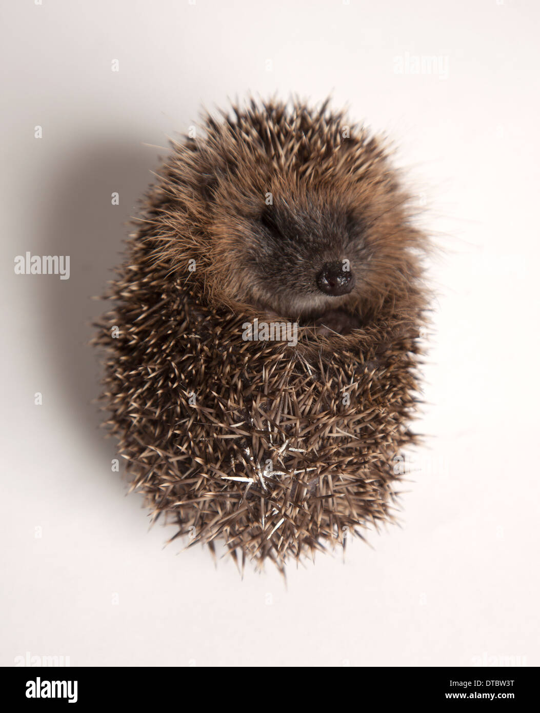 Zusammengerollter igel -Fotos und -Bildmaterial in hoher Auflösung – Alamy