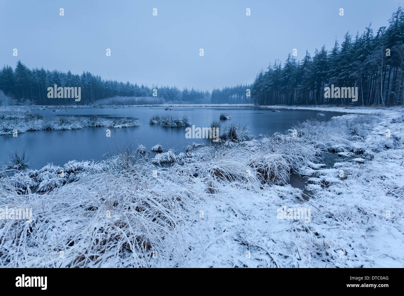 Winter nadelwald wald und see -Fotos und -Bildmaterial in hoher ...