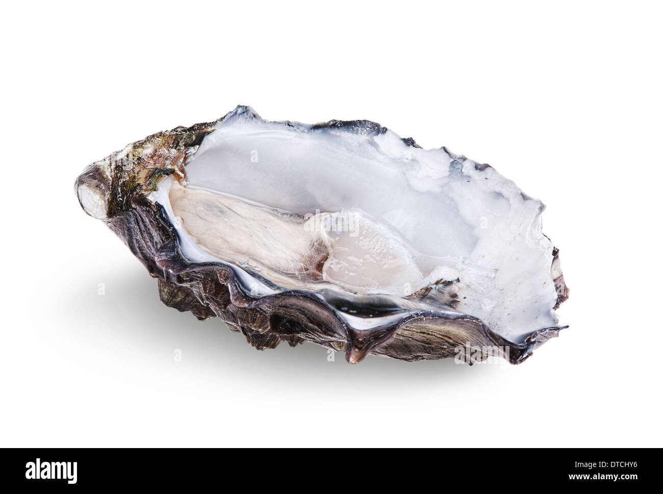 Pazifische austernschale -Fotos und -Bildmaterial in hoher Auflösung ...