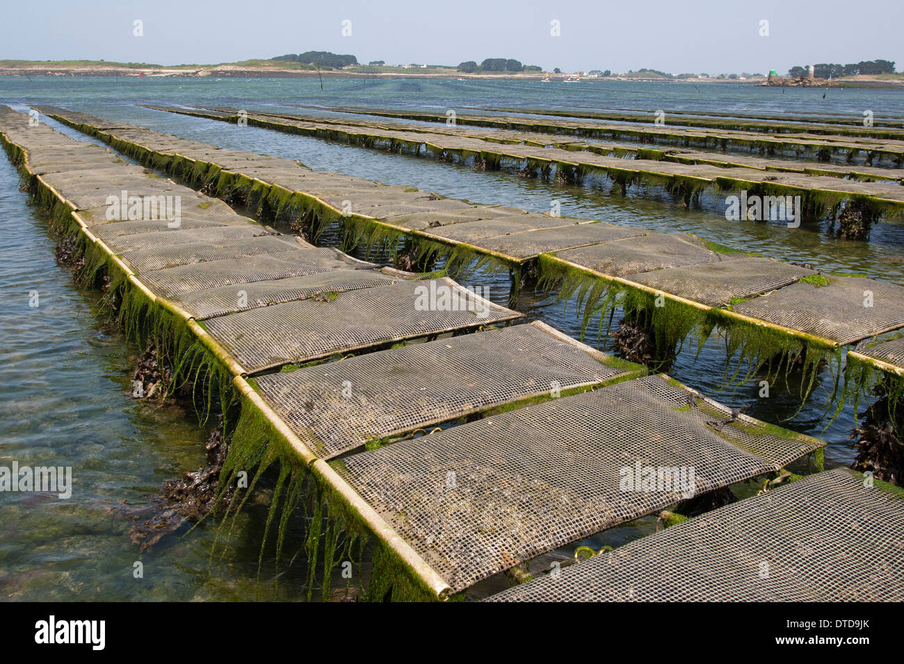 Pazifische austernschale -Fotos und -Bildmaterial in hoher Auflösung ...