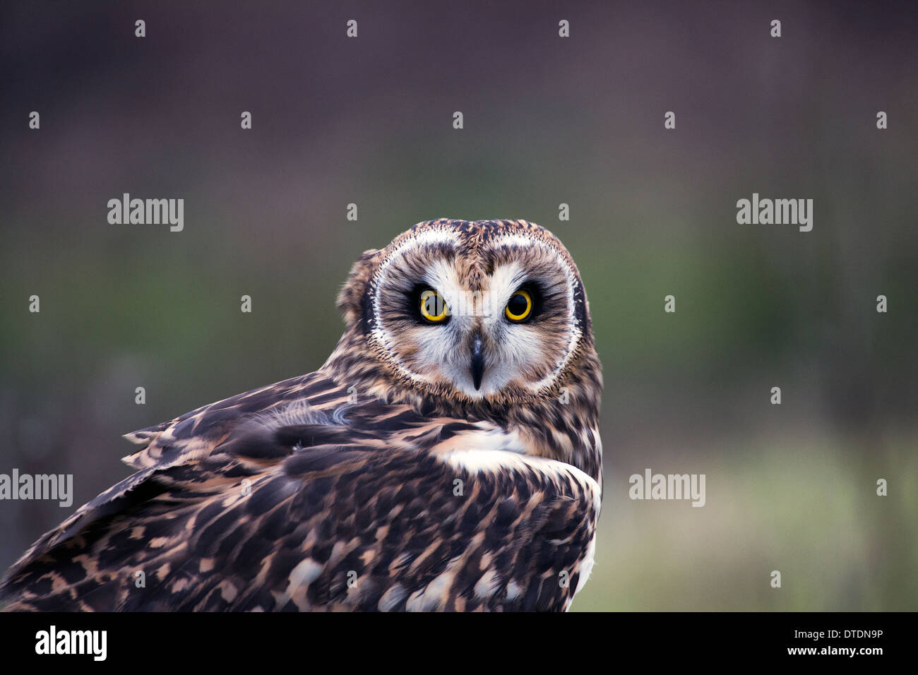 Eulen fliegen -Fotos und -Bildmaterial in hoher Auflösung – Alamy