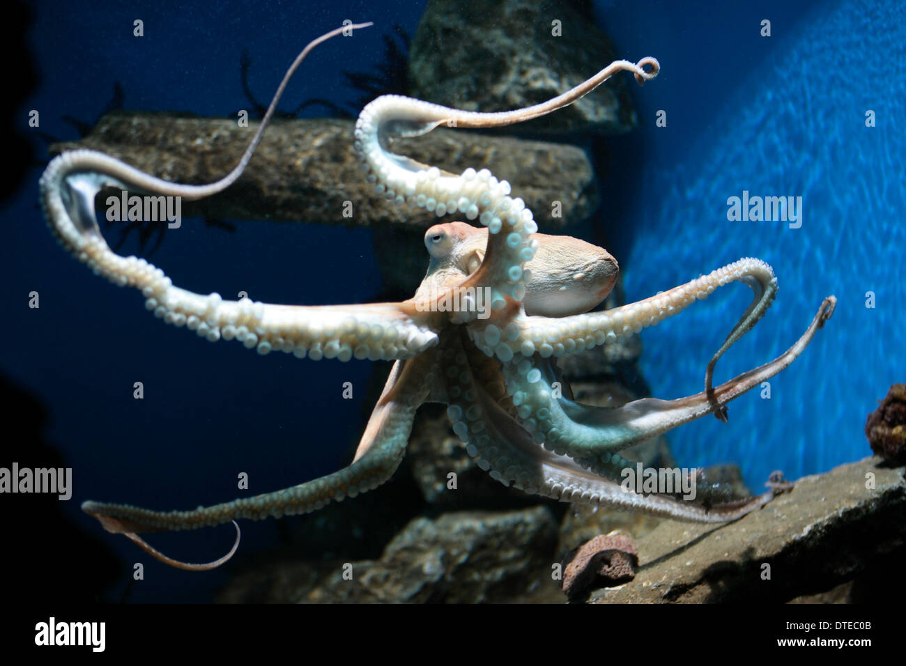 Aquarium oktopus -Fotos und -Bildmaterial in hoher Auflösung – Alamy