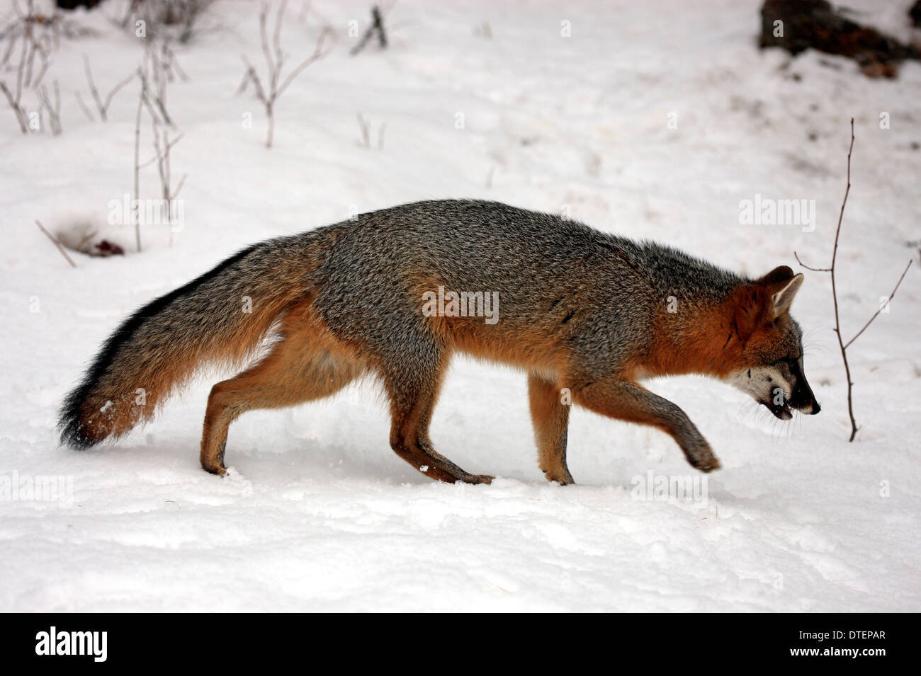 Urocyon cineroargenteus -Fotos und -Bildmaterial in hoher Auflösung – Alamy