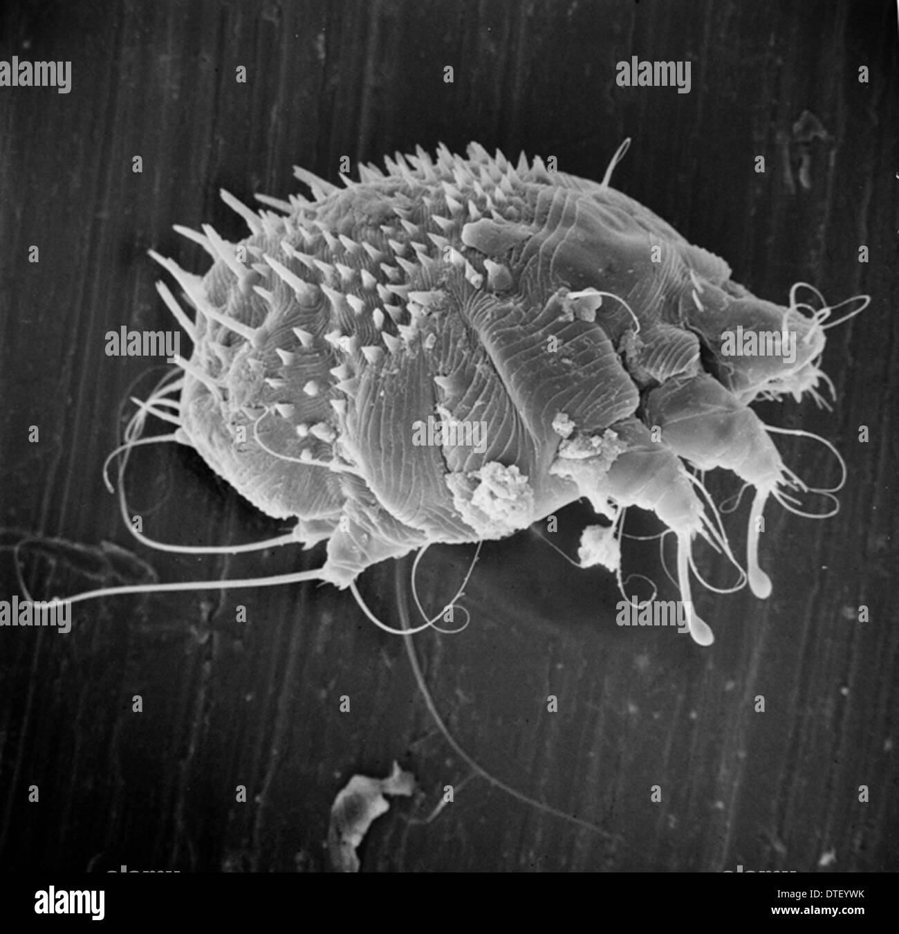 Sarcoptes scabiei scabies -Fotos und -Bildmaterial in hoher Auflösung ...