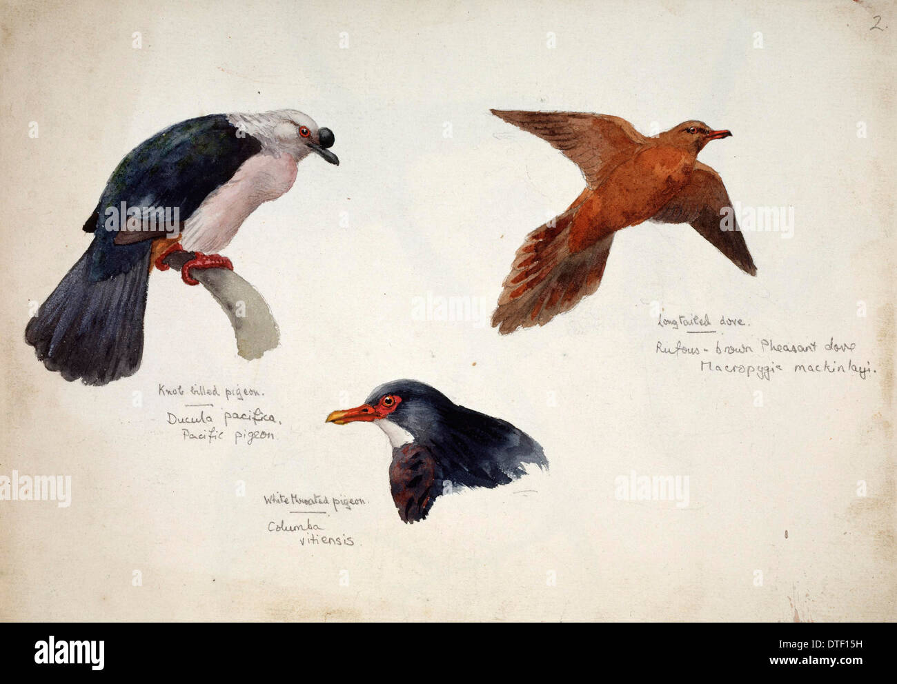 Pazifische imperial taube -Fotos und -Bildmaterial in hoher Auflösung ...