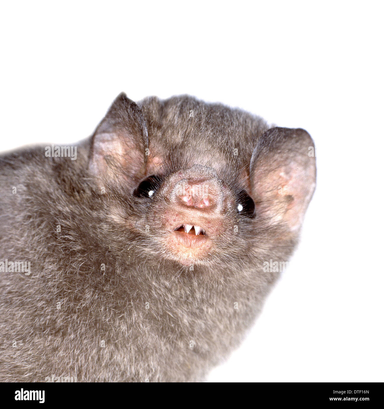 Vampirfledermaus mit behaarten beinen -Fotos und -Bildmaterial in hoher ...
