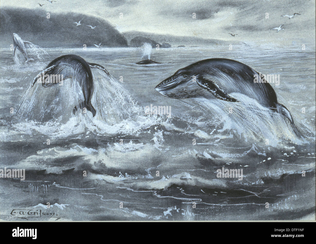 Wal zeichnung -Fotos und -Bildmaterial in hoher Auflösung – Alamy