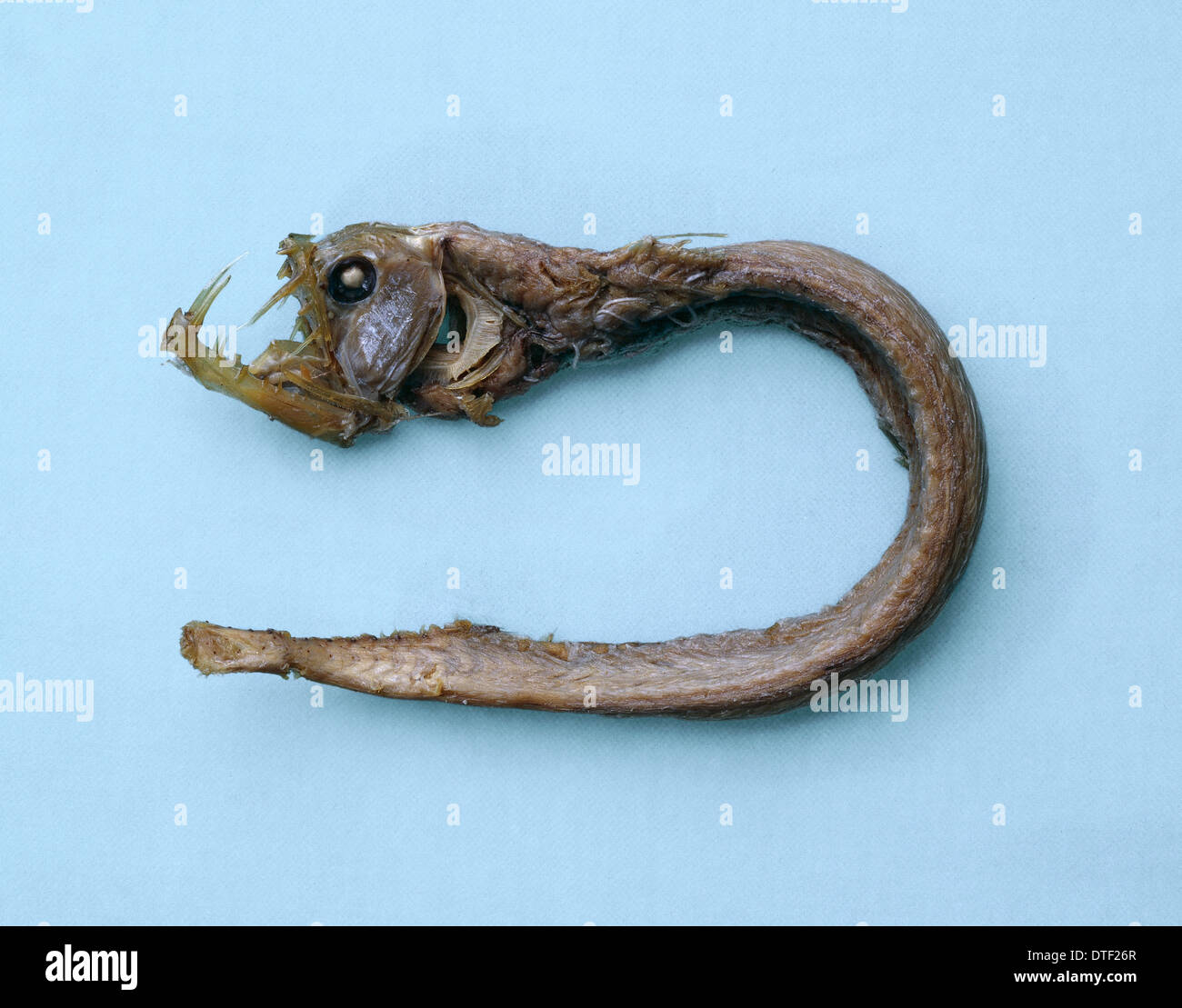 Sloanes viperfish -Fotos und -Bildmaterial in hoher Auflösung – Alamy