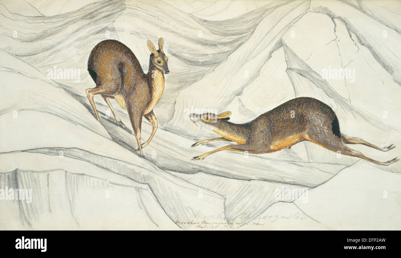 Moschus chrysogaster -Fotos und -Bildmaterial in hoher Auflösung – Alamy