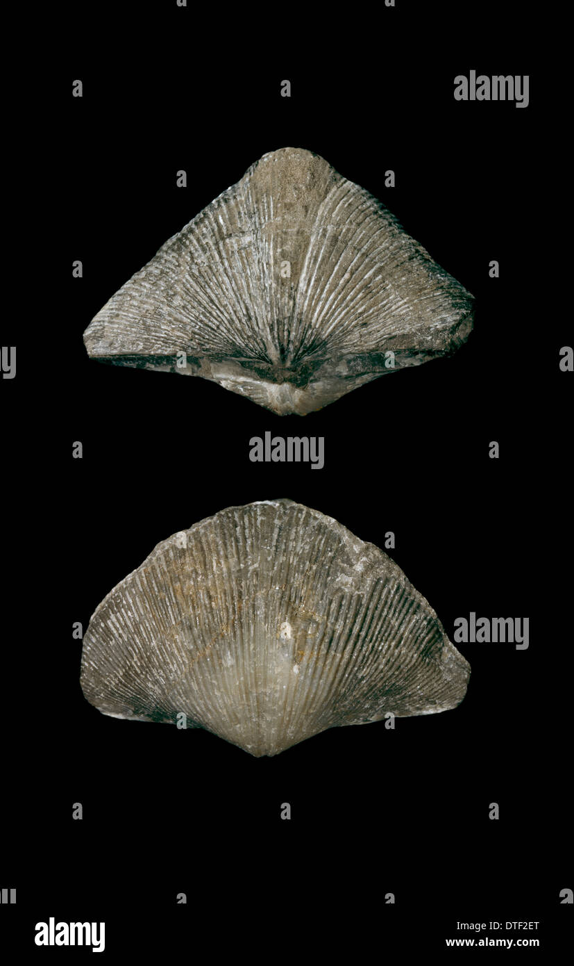 Spirifer striatus -Fotos und -Bildmaterial in hoher Auflösung – Alamy