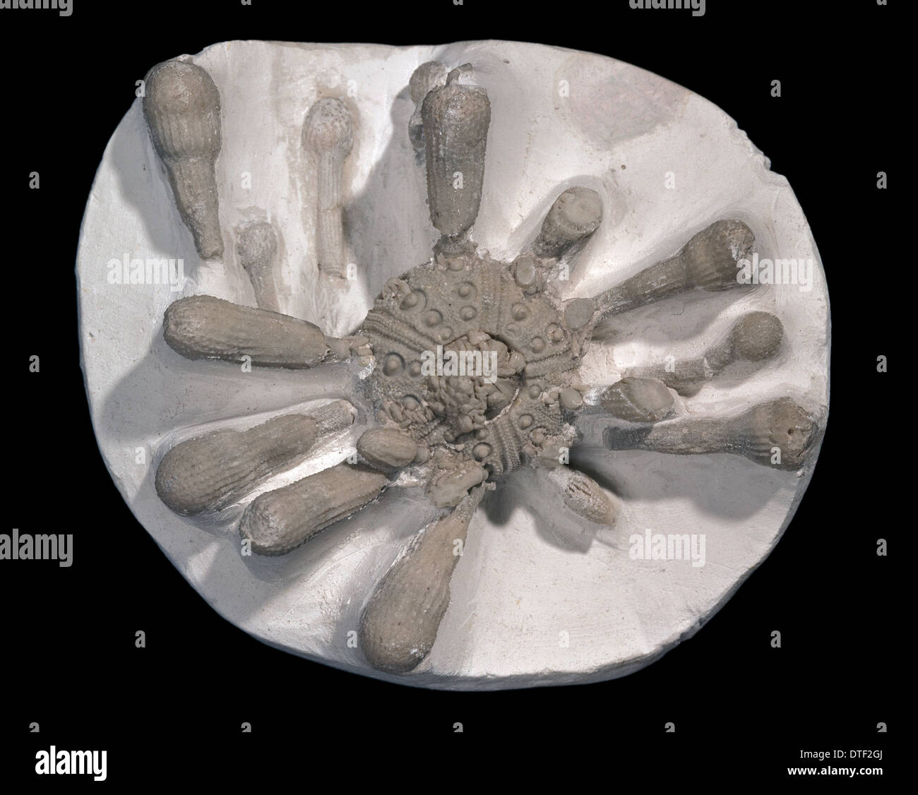 Seeigel fossilien -Fotos und -Bildmaterial in hoher Auflösung – Alamy