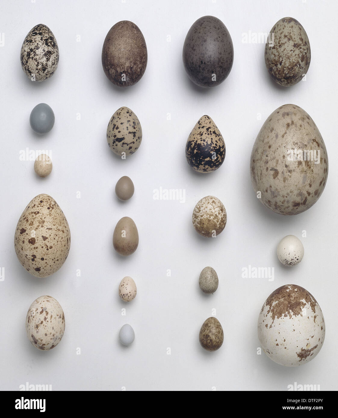 Irena sammlung -Fotos und -Bildmaterial in hoher Auflösung – Alamy