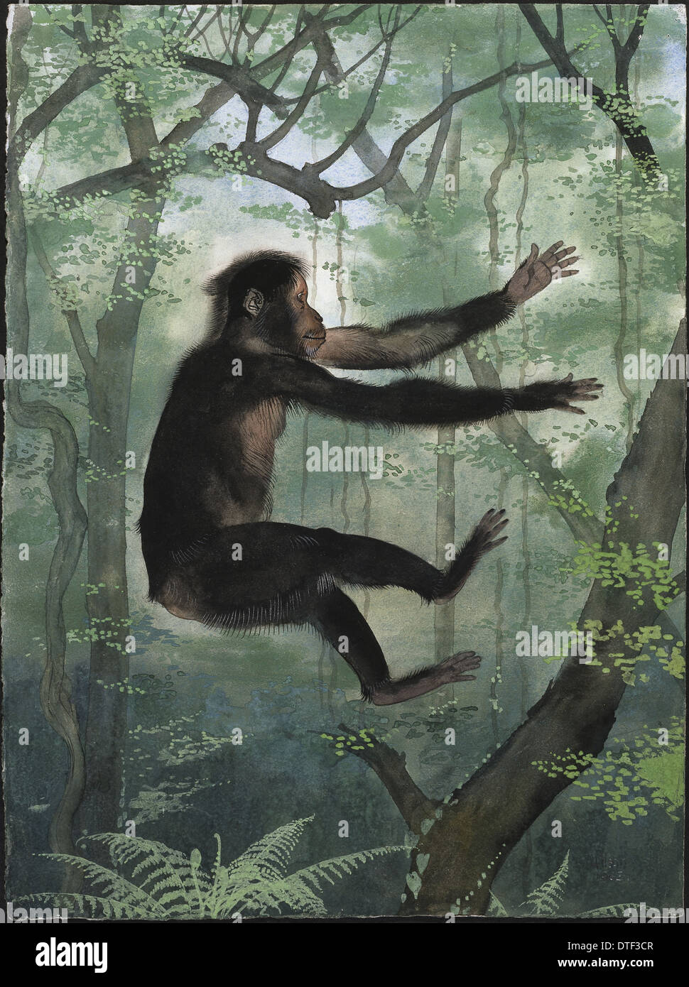 Proconsul africanus -Fotos und -Bildmaterial in hoher Auflösung – Alamy