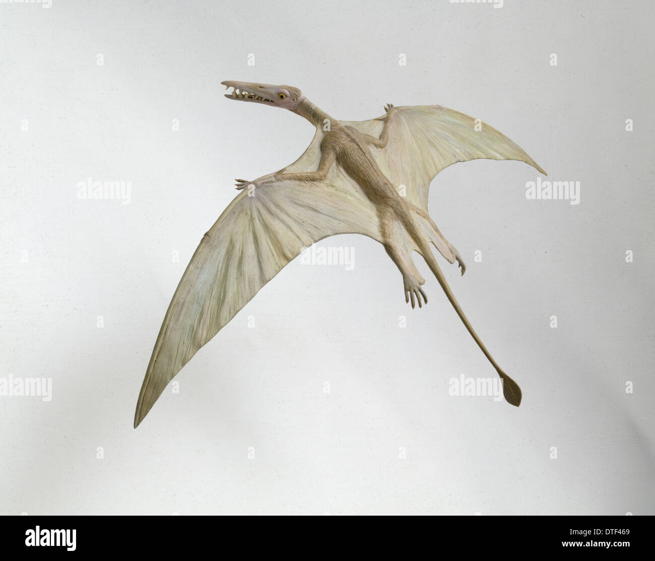 Vertebrate vertebrata sauropsida sauropsid -Fotos und -Bildmaterial in ...