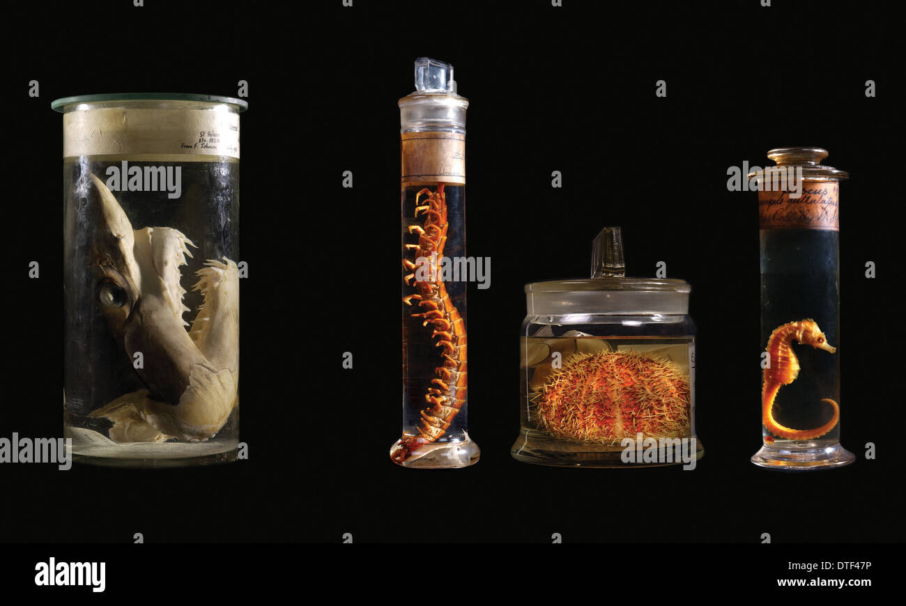 Anatomia varie -Fotos und -Bildmaterial in hoher Auflösung – Alamy