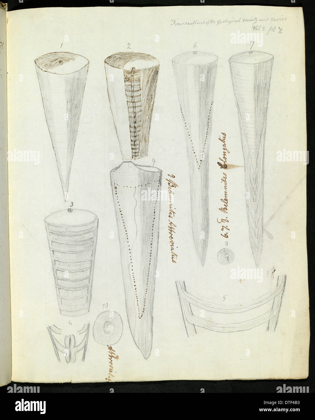 Belemnite drawing -Fotos und -Bildmaterial in hoher Auflösung – Alamy