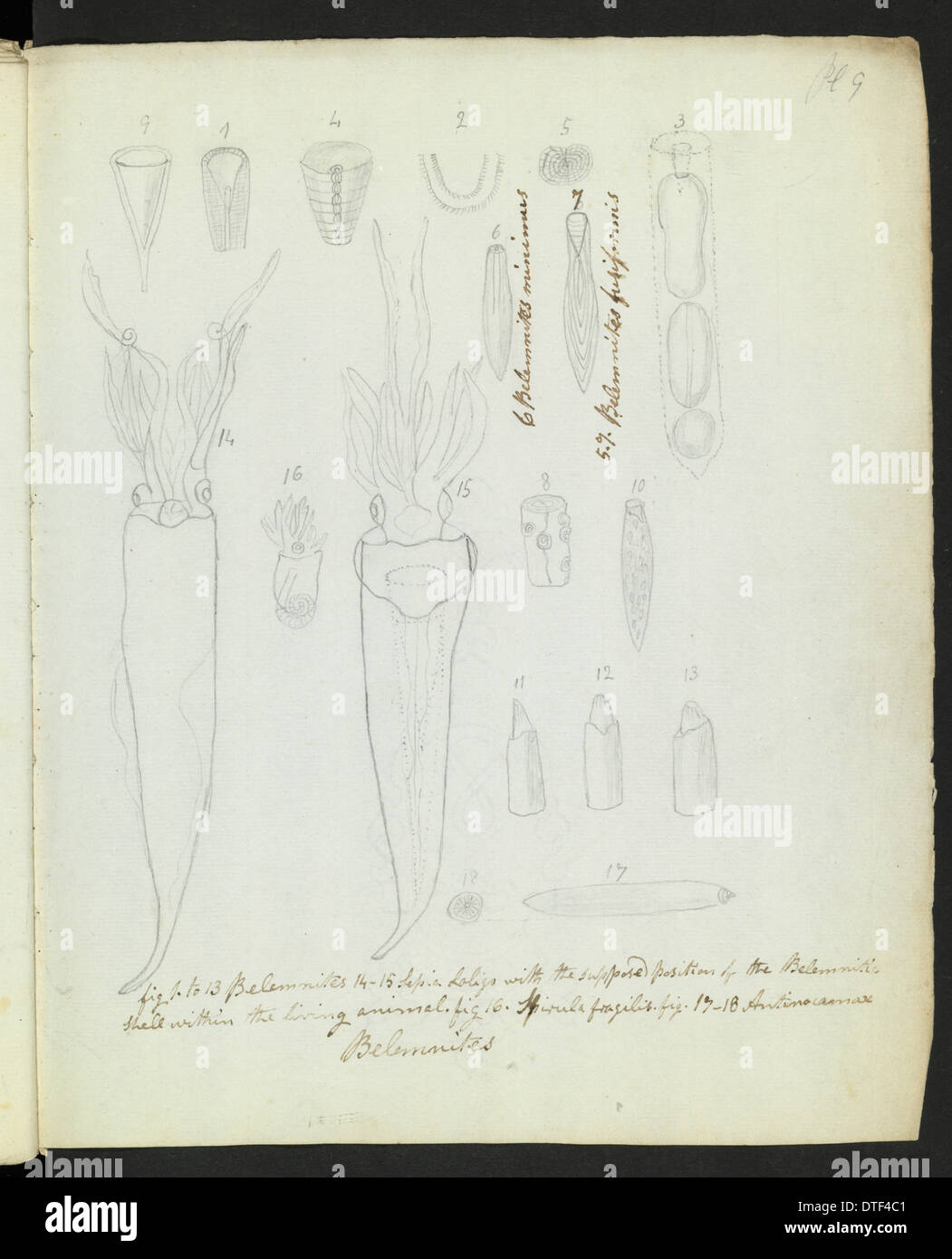Belemnite drawing -Fotos und -Bildmaterial in hoher Auflösung – Alamy
