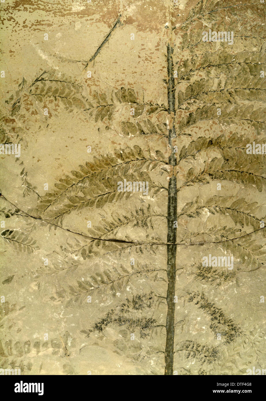 Archaeopteridales -Fotos und -Bildmaterial in hoher Auflösung – Alamy