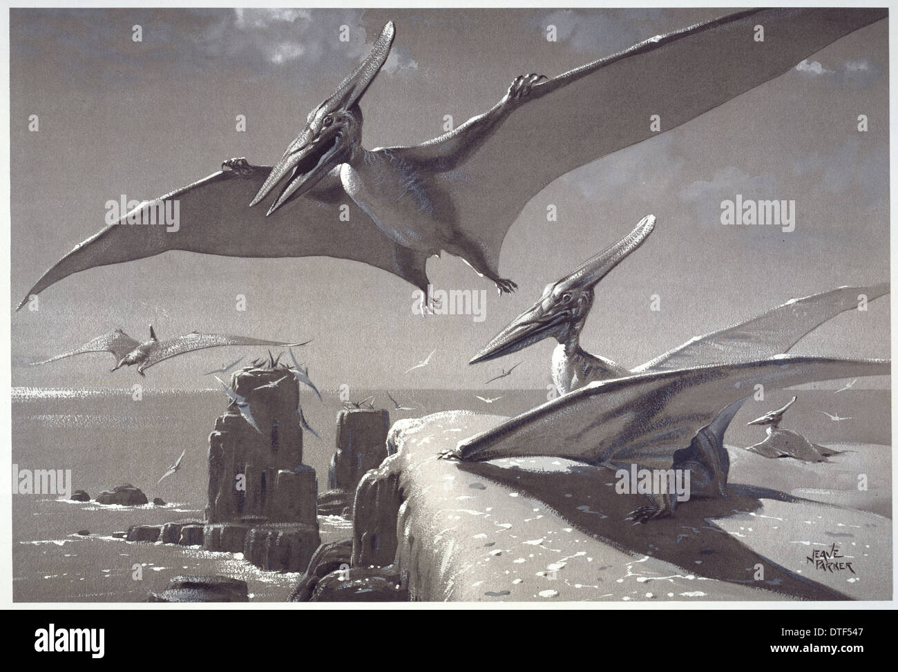 Das pteranodon -Fotos und -Bildmaterial in hoher Auflösung – Alamy