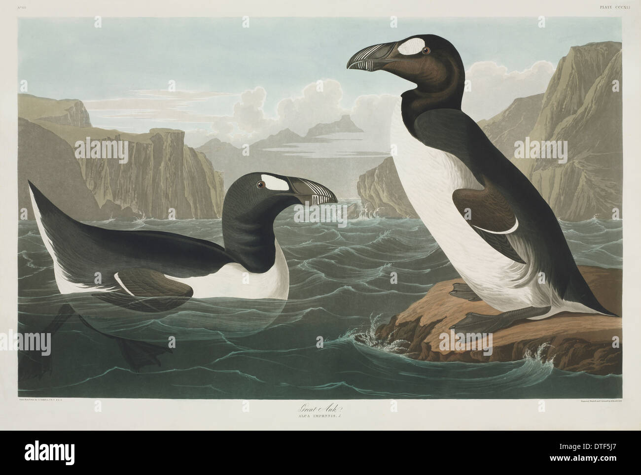 Bird island eldey -Fotos und -Bildmaterial in hoher Auflösung – Alamy