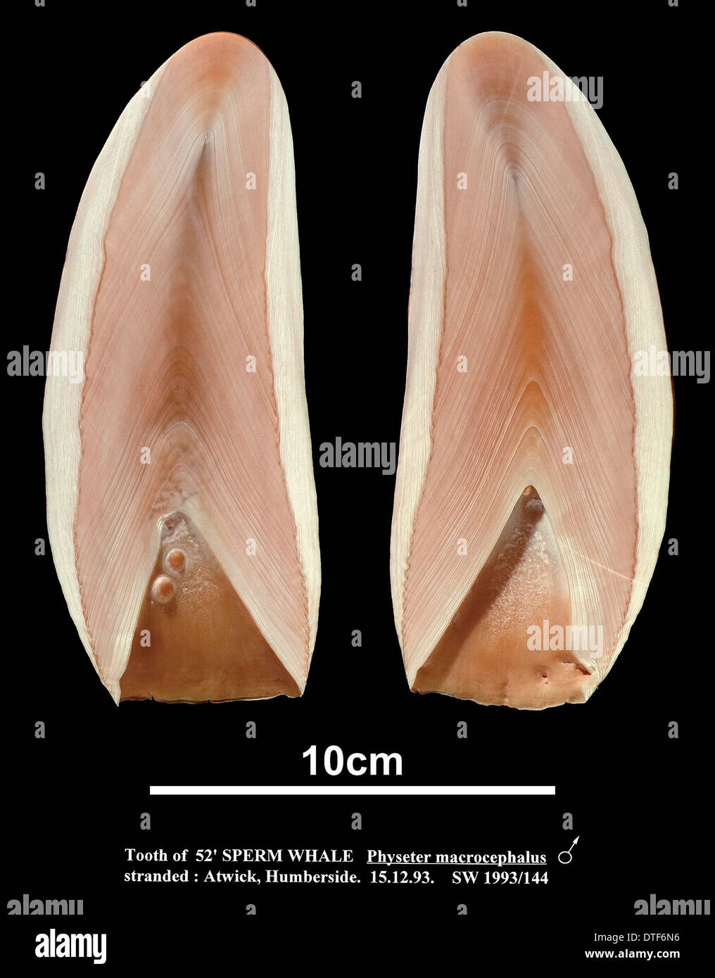 Pottwal zahn -Fotos und -Bildmaterial in hoher Auflösung – Alamy