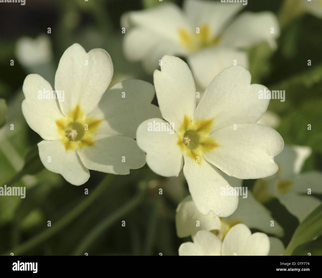 Primel primula primula vulgaris -Fotos und -Bildmaterial in hoher ...